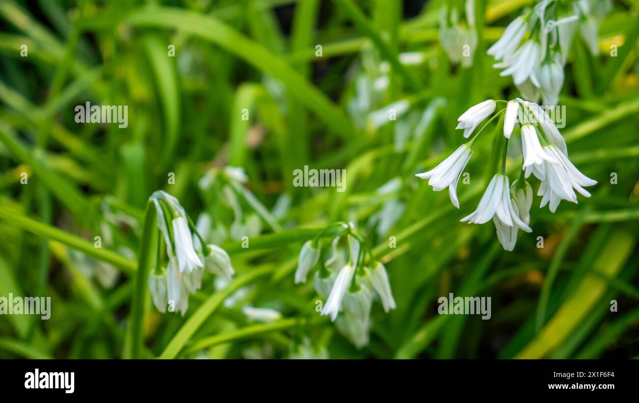 Allium triquetrum, also known as three-cornered leek, three-cornered ...