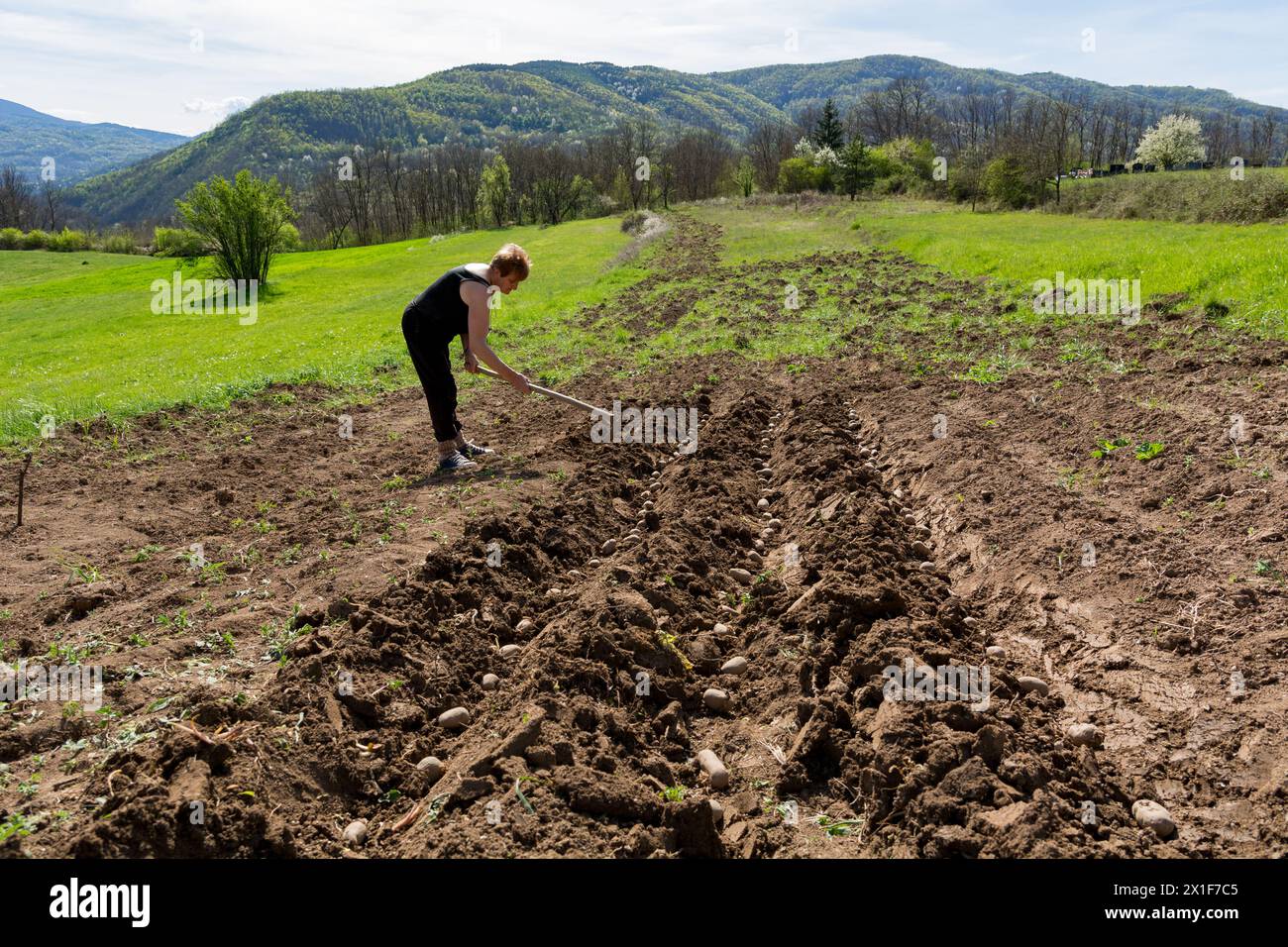Female farmer using a hoe to plant potatoes in a field on a sunny ...