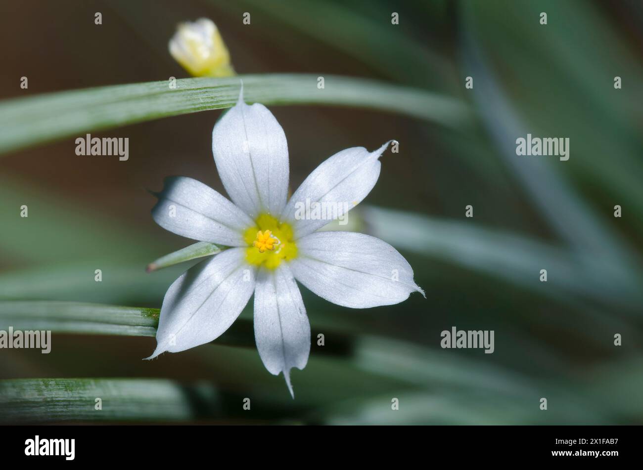 Prairie Blue-eyed Grass, Sisyrinchium campestre Stock Photo - Alamy