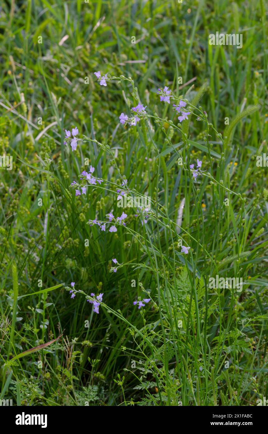 Texas Toadflax, Nuttallanthus texanus Stock Photo - Alamy