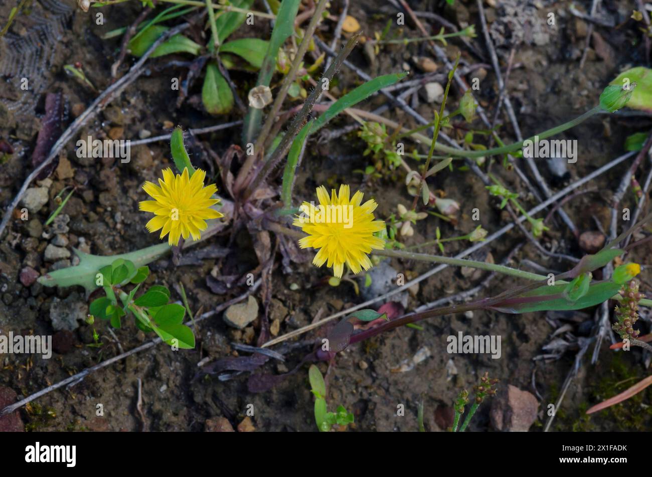 Dwarf Dandelion, Krigia sp Stock Photo - Alamy
