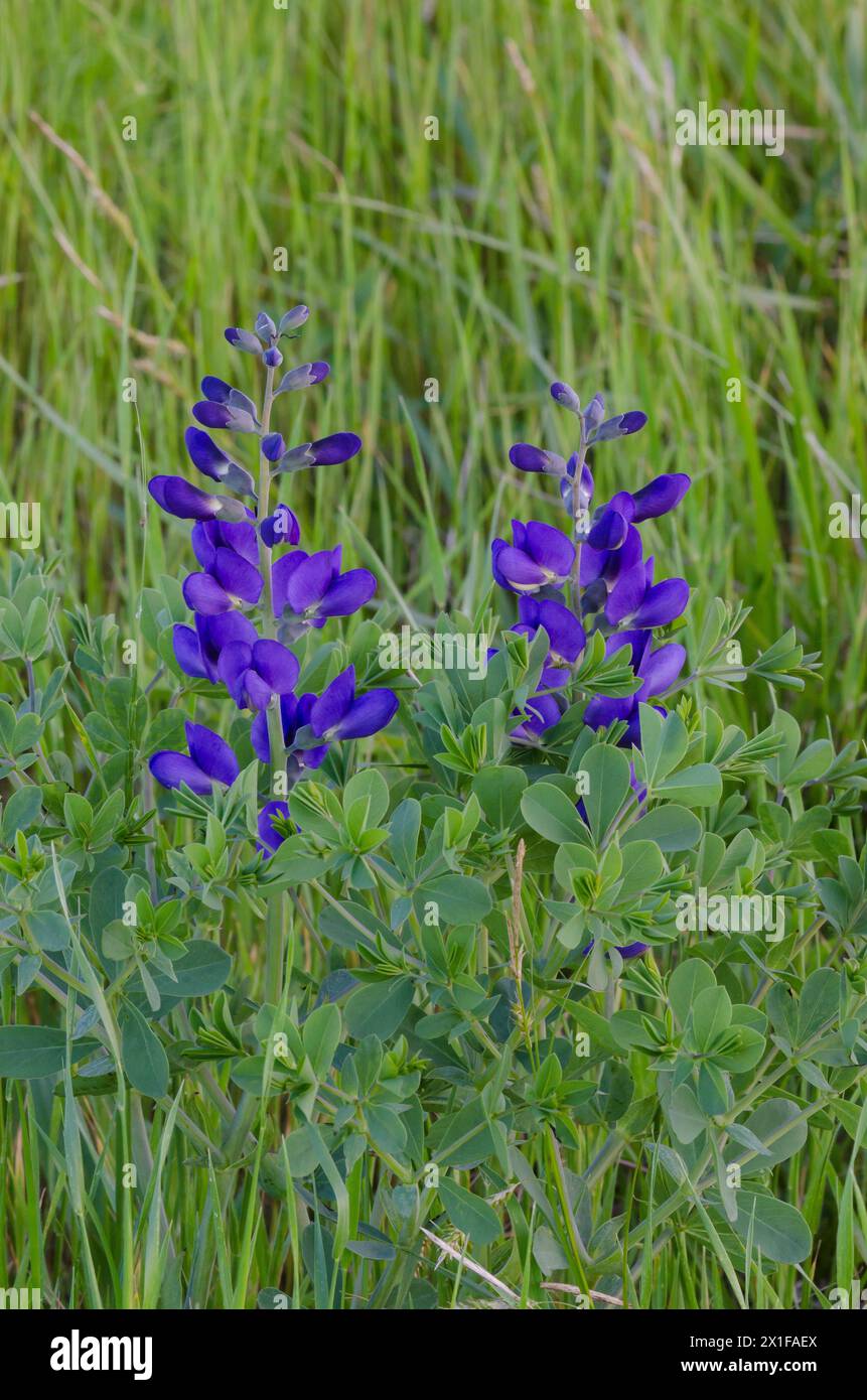 Blue Indigo, Baptisia australis Stock Photo - Alamy