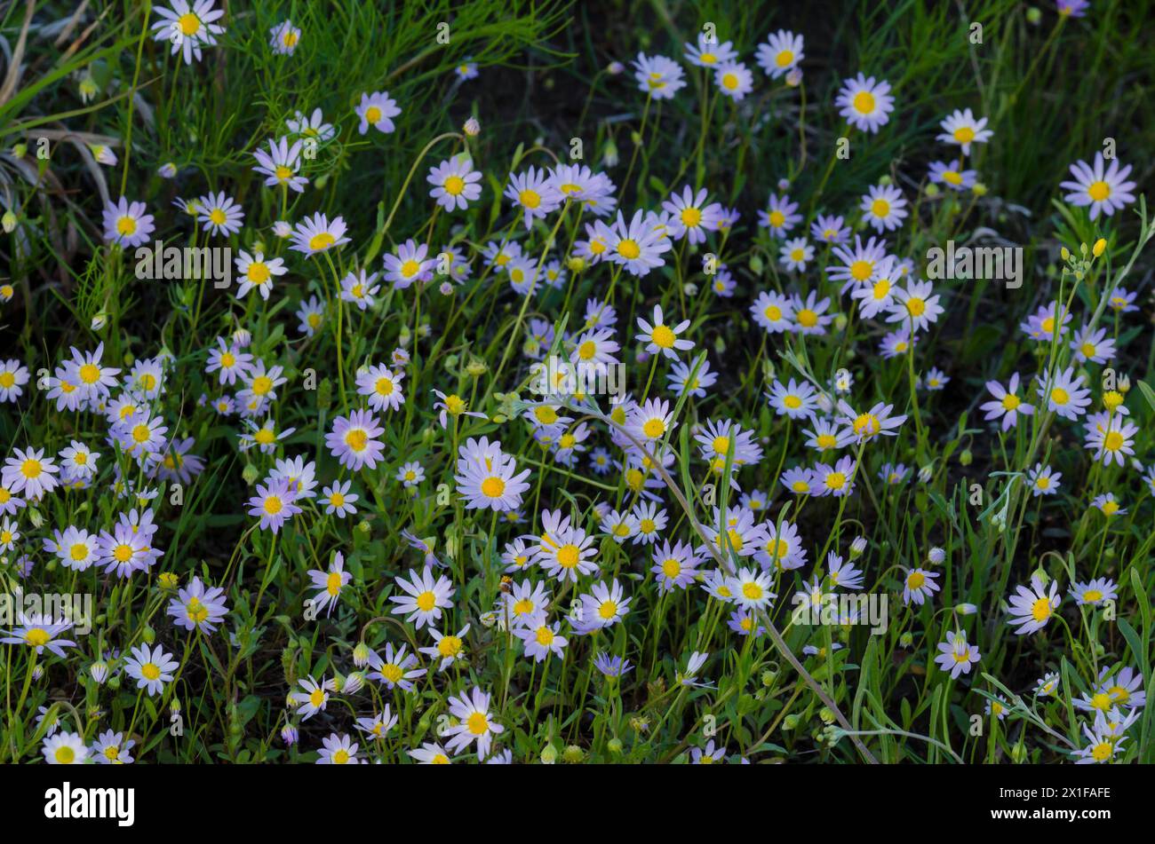 Entireleaf Western Daisy, Astranthium ciliatum Stock Photo - Alamy