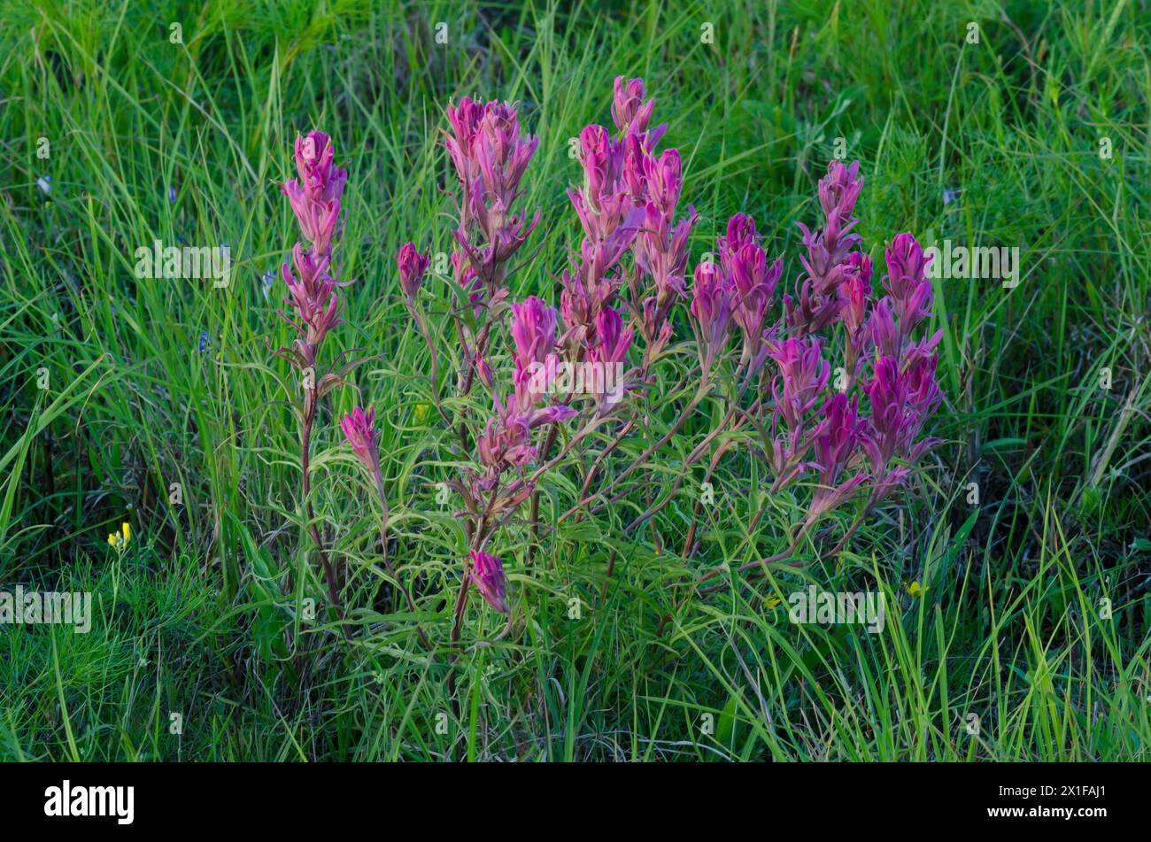 Downy indian paintbrush hi-res stock photography and images - Alamy