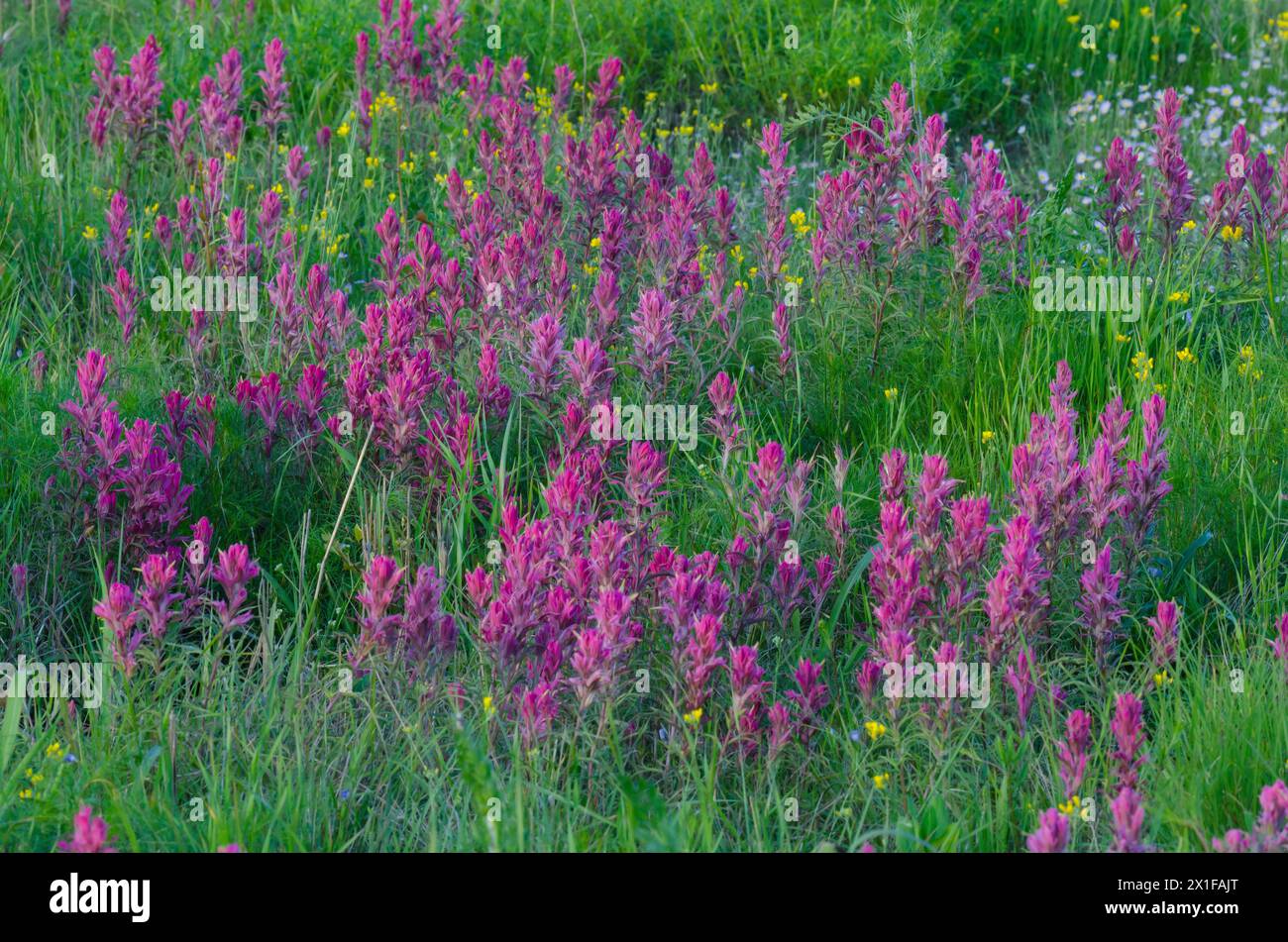Prairie Paintbrush, Castilleja purpurea Stock Photo - Alamy