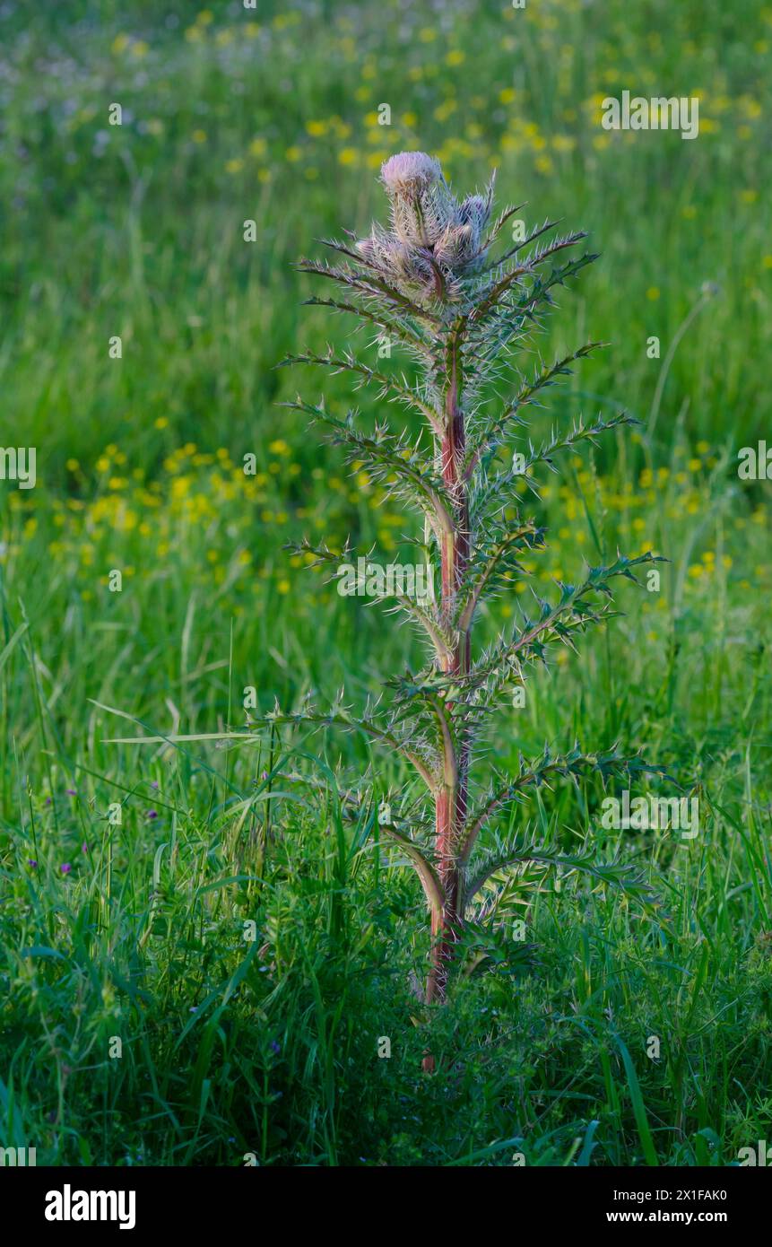 Yellow Thistle, Cirsium horridulum Stock Photo - Alamy