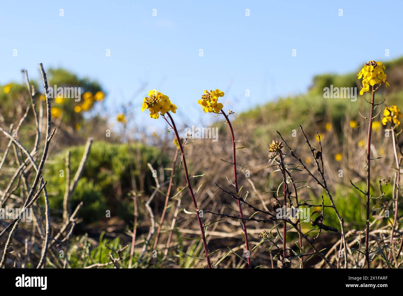 Prairie rocket flower hi-res stock photography and images - Alamy