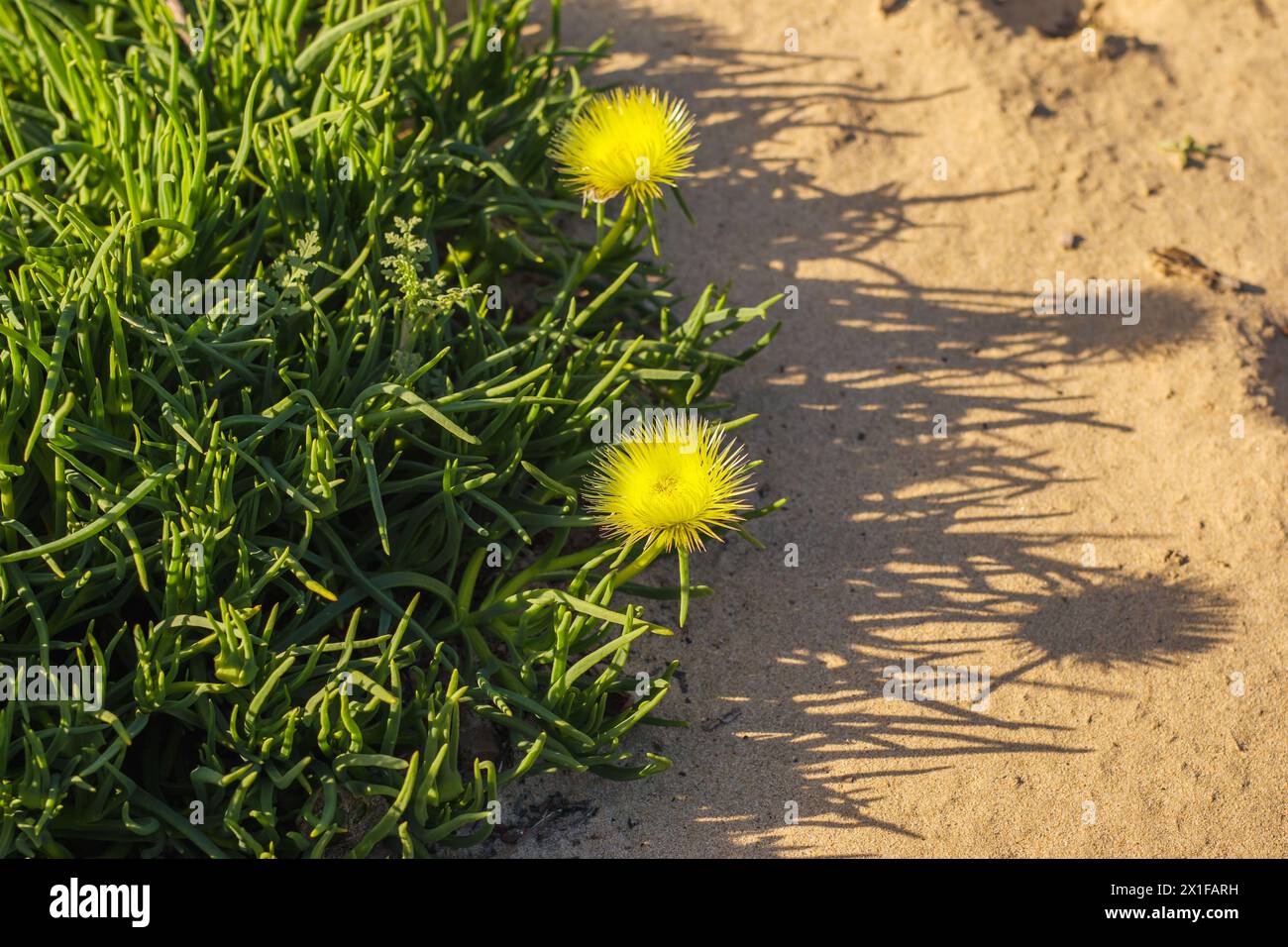 Pigs-root (conicosia pugioniformis), a species of succulent plant in ...