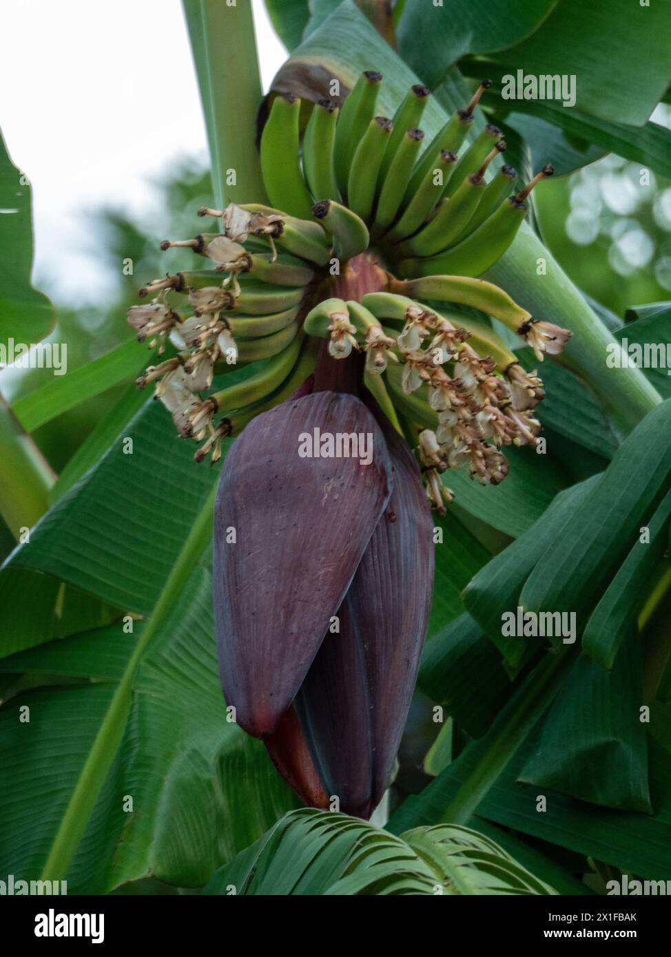 Green bananas grow on trees hi-res stock photography and images - Alamy