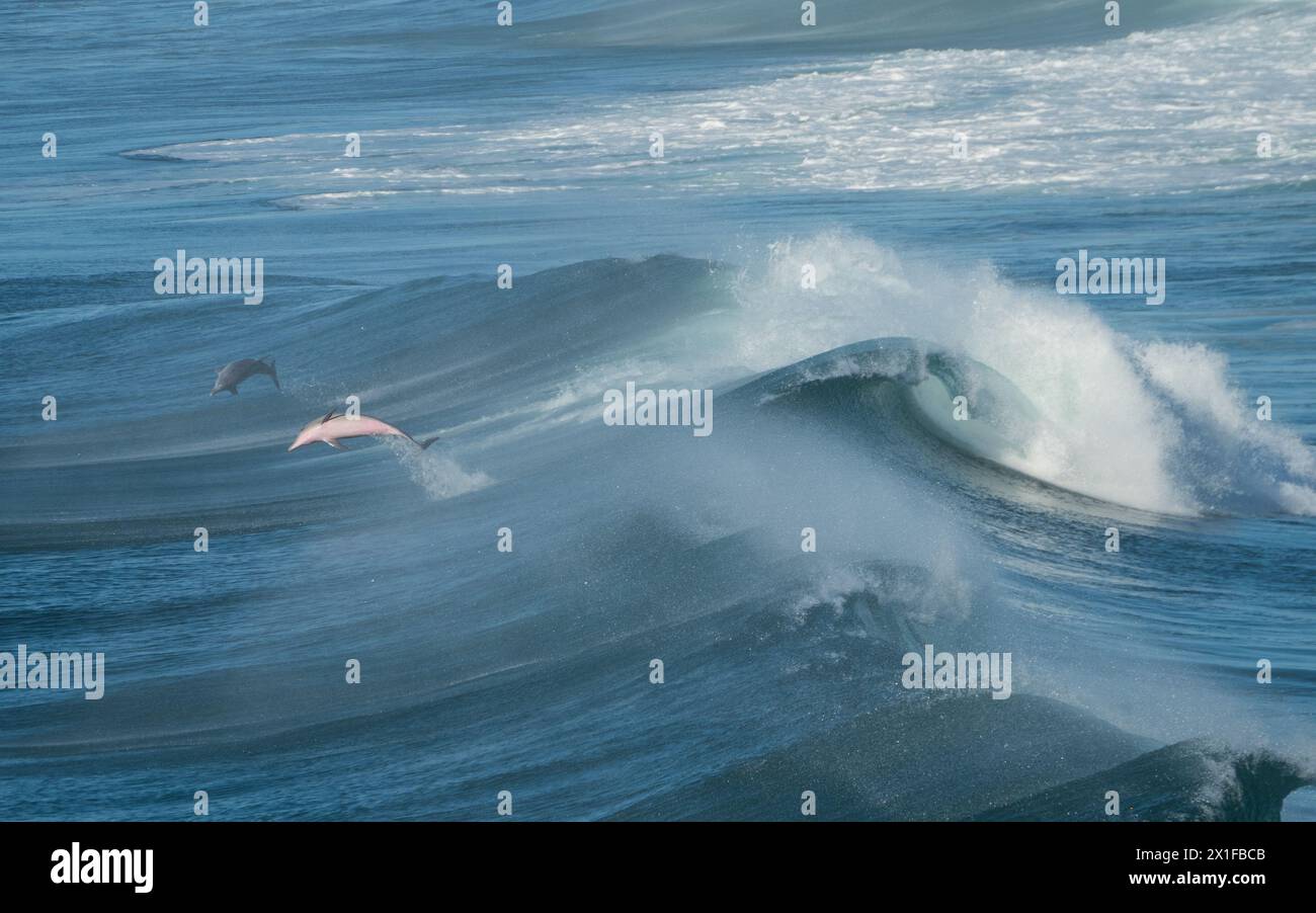 Dolphins leaping from the back of a breaking wave, one showing the ...