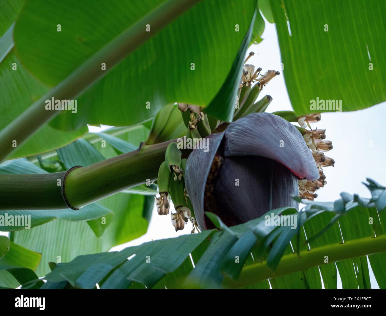 A bunch of Lady Finger Bananas growing on a tree in subtropical NSW ...
