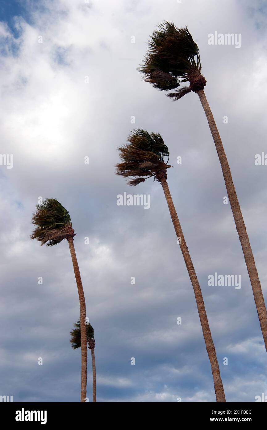 Windy weather trees blowing california hi-res stock photography and ...