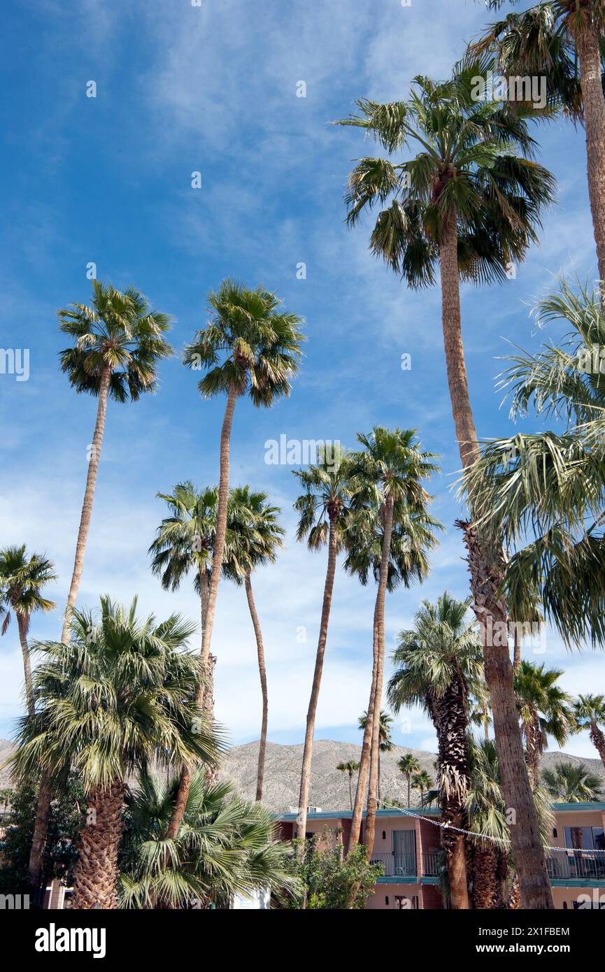 Palm trees, desert, Desert Hot Springs, Palm Springs, California, USA ...
