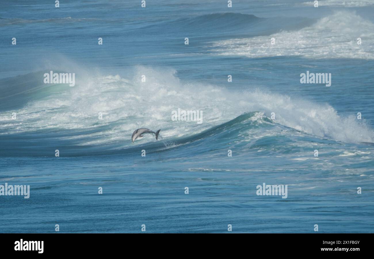 Dolphin leaping from the back of a breaking wave, Seaspray flying ...