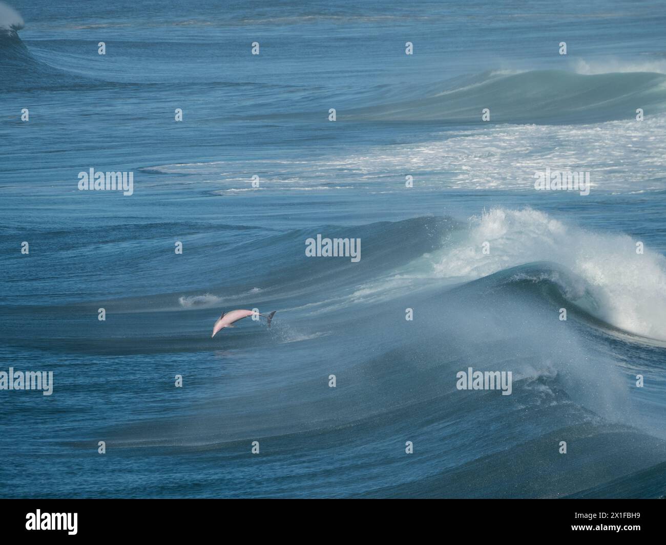 Dolphin leaping from the back of a breaking wave showing the underside ...