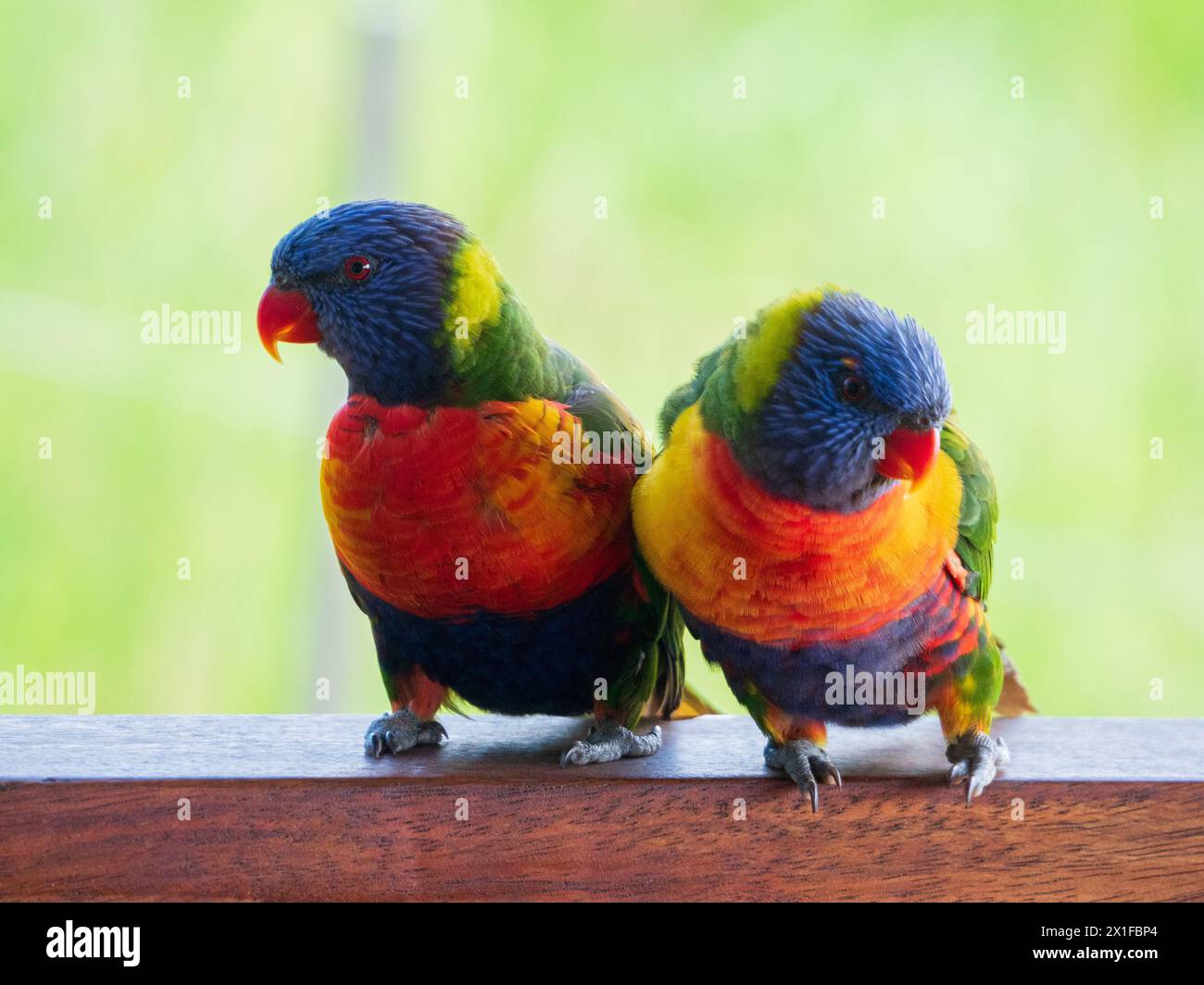 Vibrantly colourful pair of Rainbow Lorikeets, Australian native bird ...