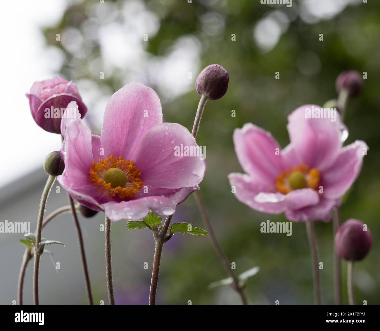 Willowy stem hi-res stock photography and images - Alamy