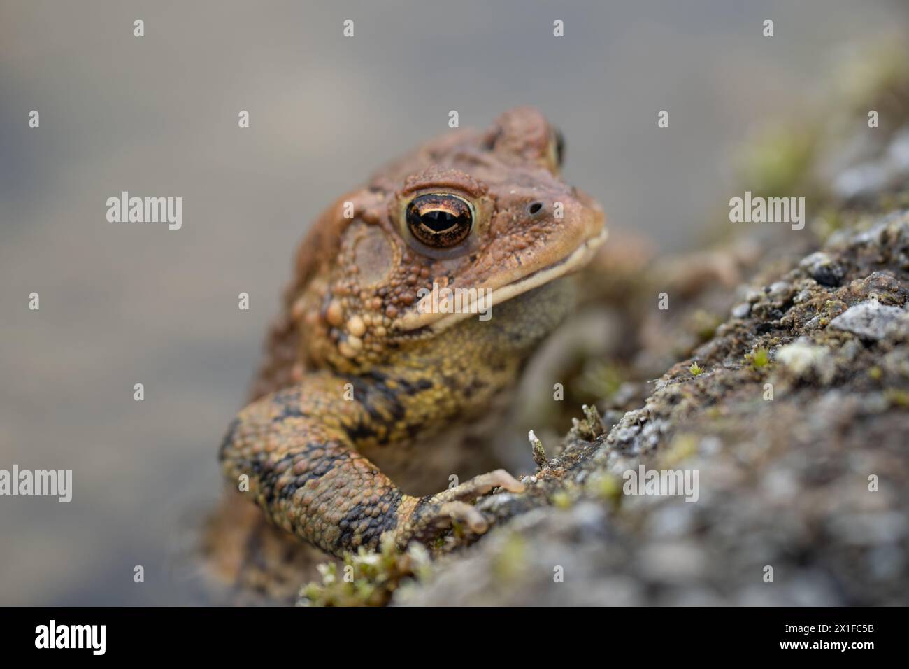 Close-up horizontal photo of Eastern American Toad (Bufo americanus) on the side of pond Stock ...