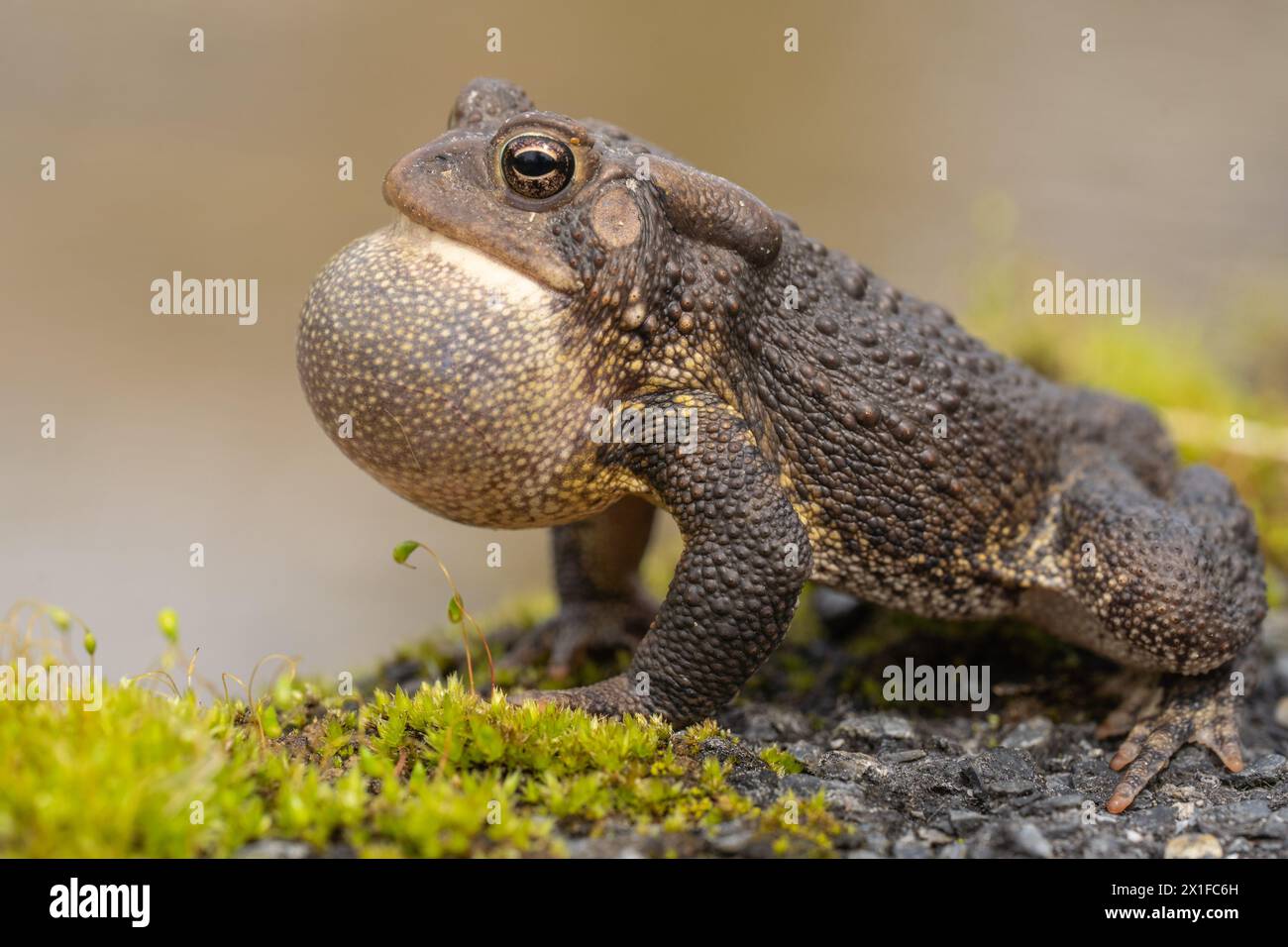 Close-up horizontal photo of Eastern American Toad (Bufo americanus) sitting on side of pond ...