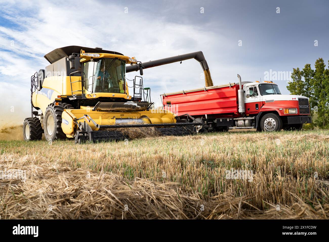 Combine unloads grain in truck hi-res stock photography and images - Alamy