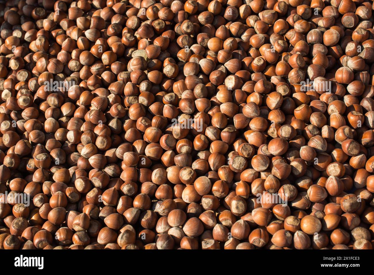 Dried unshelled hazelnuts seeds of Whole nuts as background Stock Photo ...