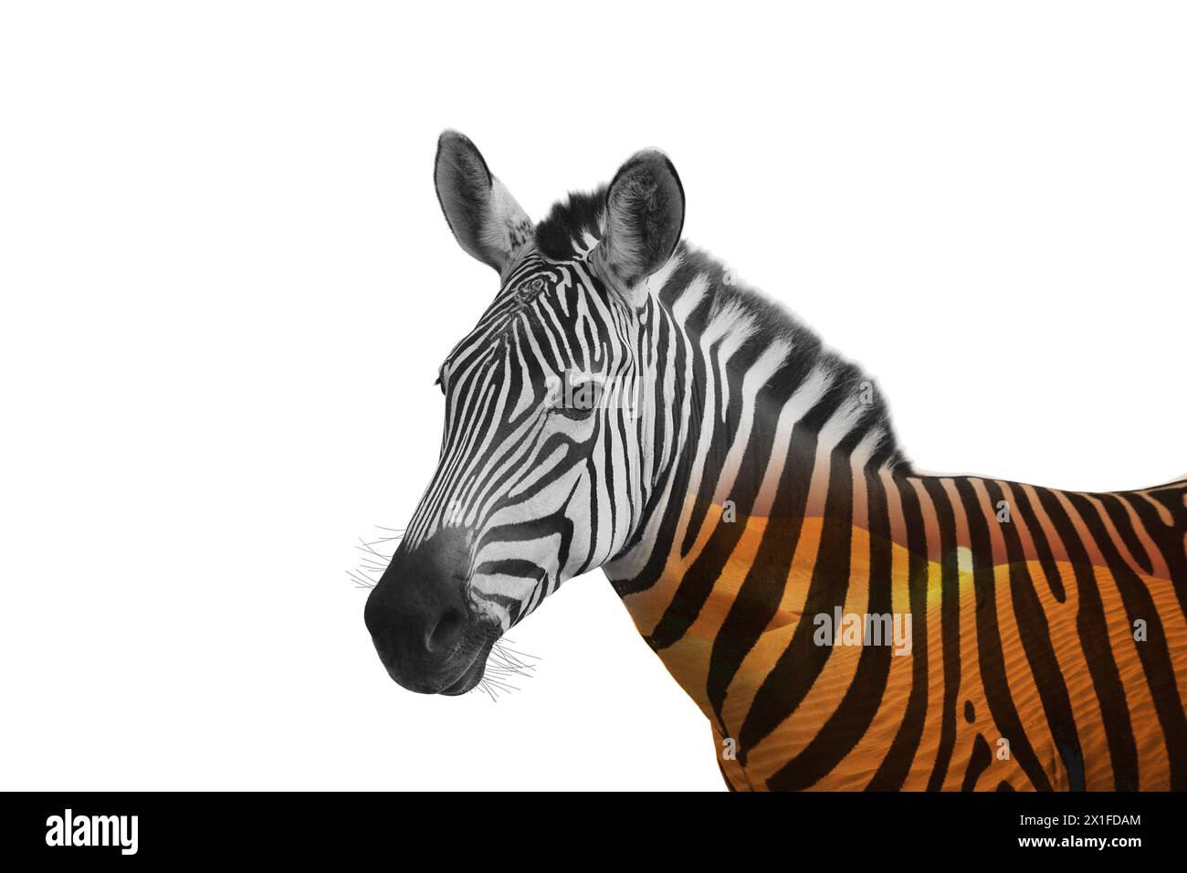 Double exposure of striped African zebra and sandy desert Stock Photo ...