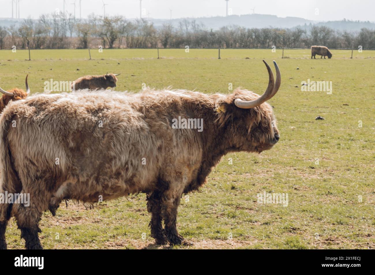 Scottish hairy bulls and cows in a paddock and chewing grass.Bighorned ...