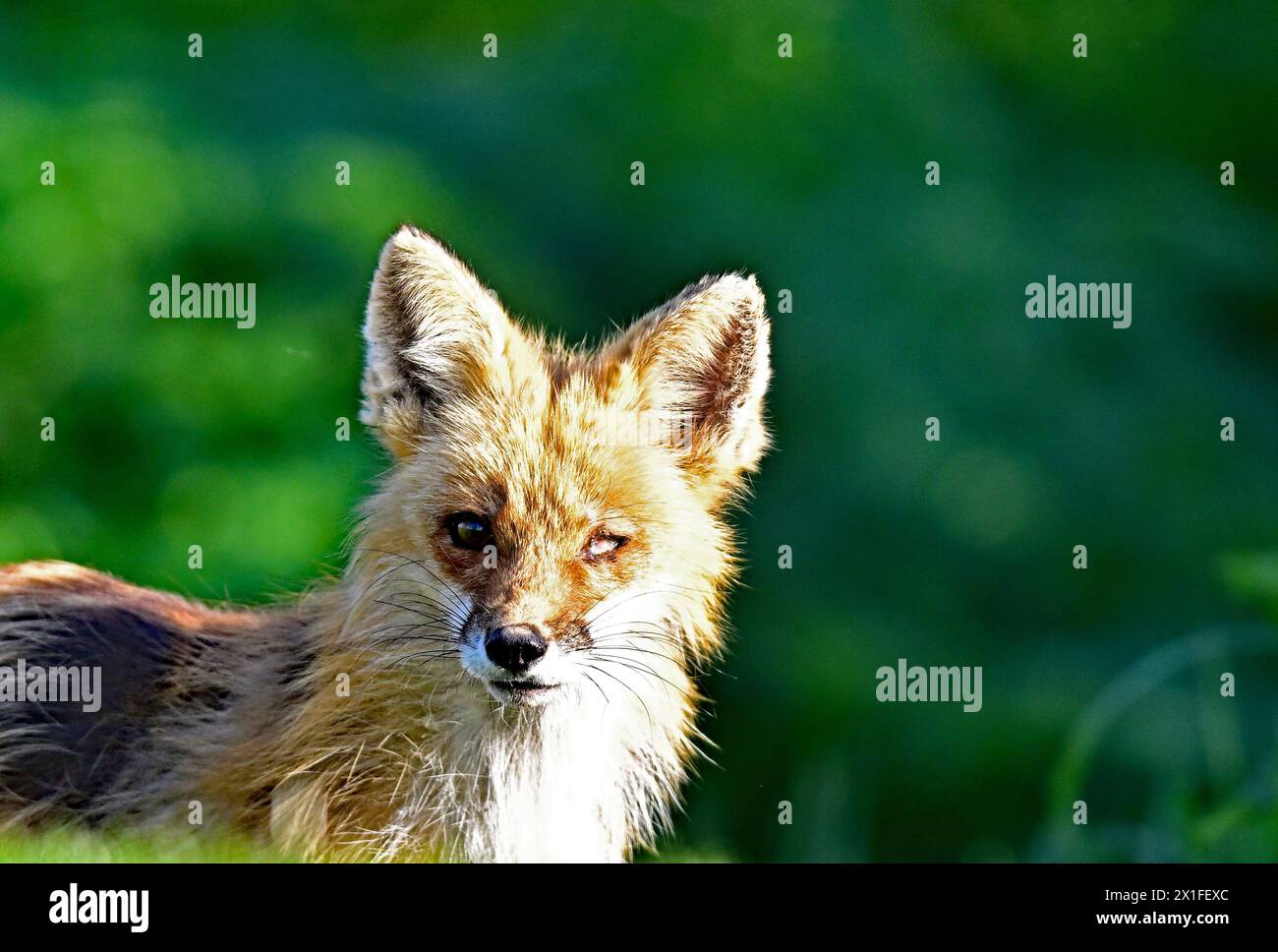 Red Fox Strolling in the Wild Stock Photo - Alamy