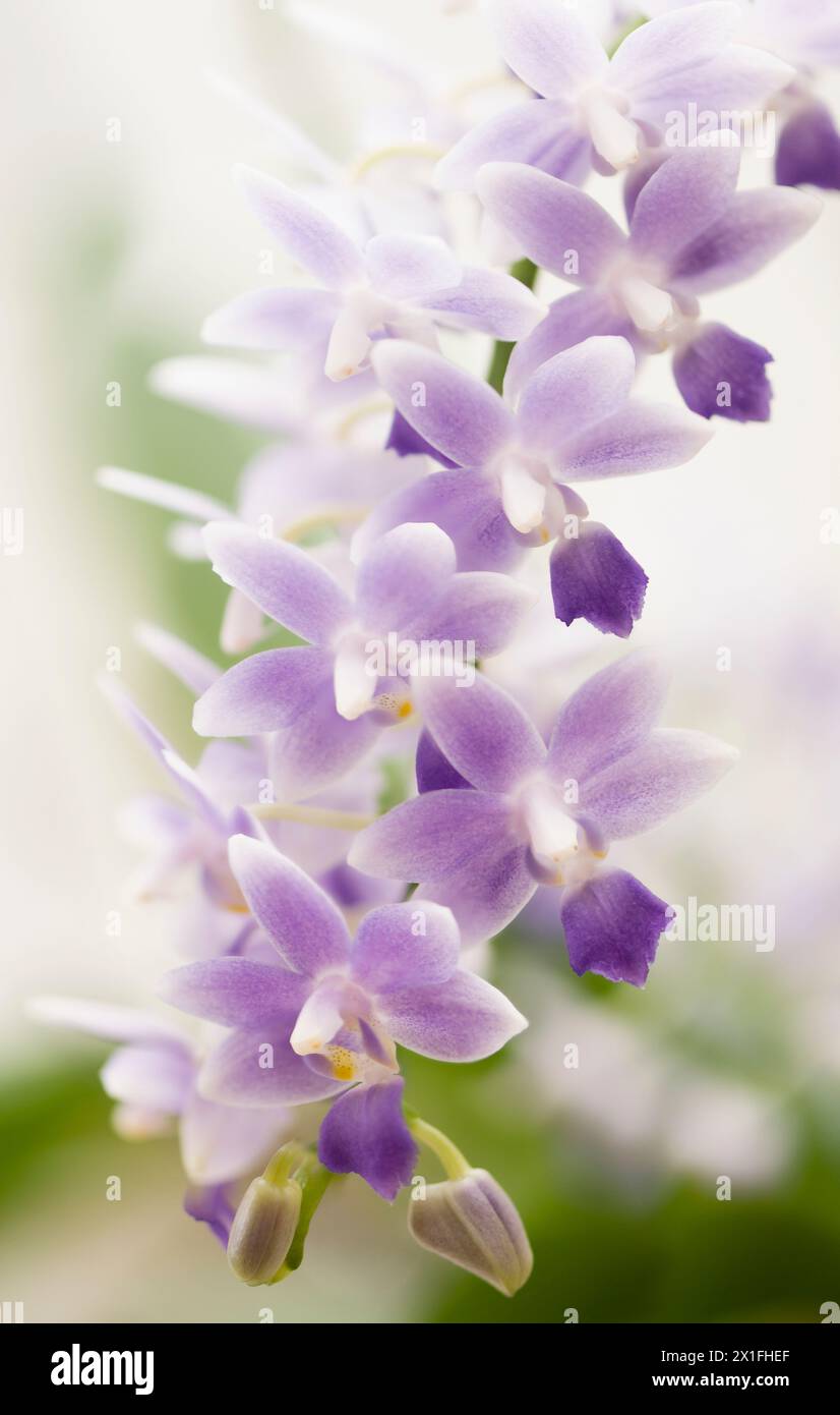 Phalaenopsis 'Summer Rose' orchids Stock Photo - Alamy