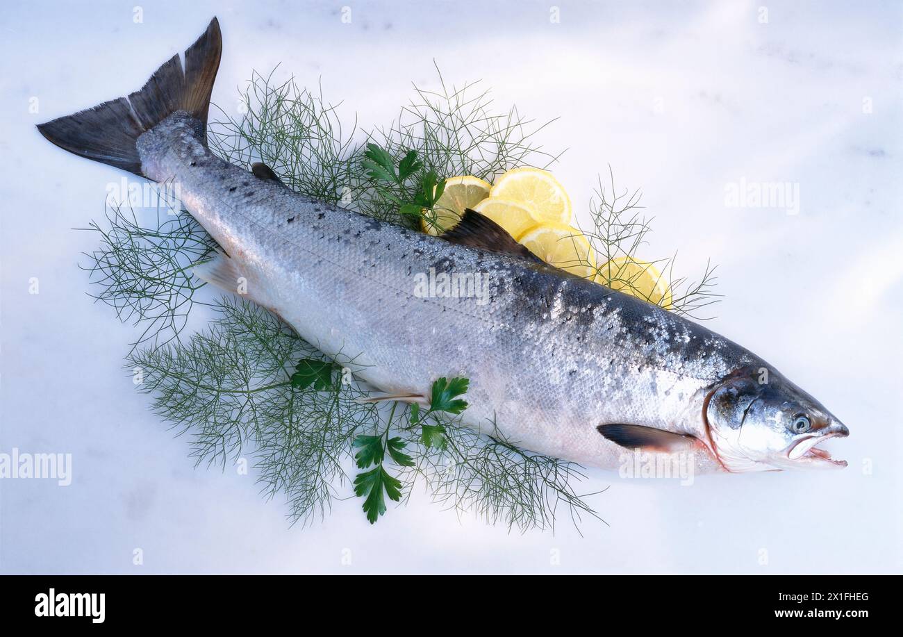 Salmon fish. Salmon is an oily fish and a rich source of protein and ...