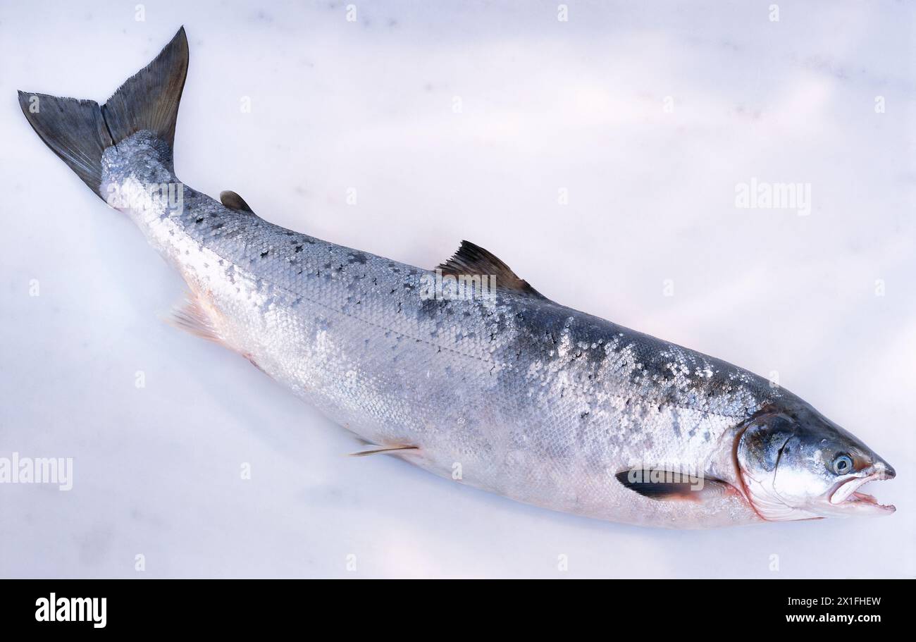 Salmon fish. Salmon is an oily fish and a rich source of protein and ...