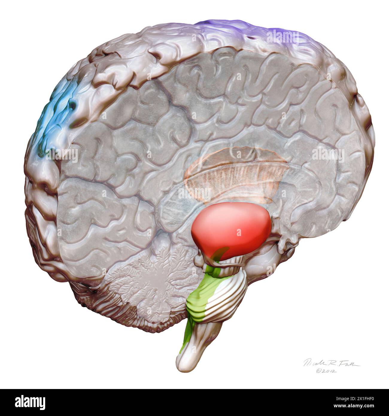 Illustration showing the anatomy of the inner brain. The diencephalon ...
