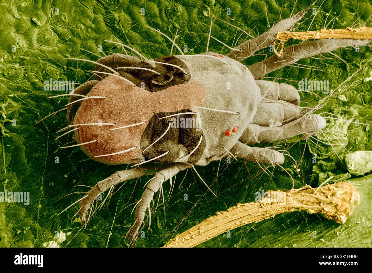 Coloured scanning electron micrograph (SEM) of a two-spotted spider ...