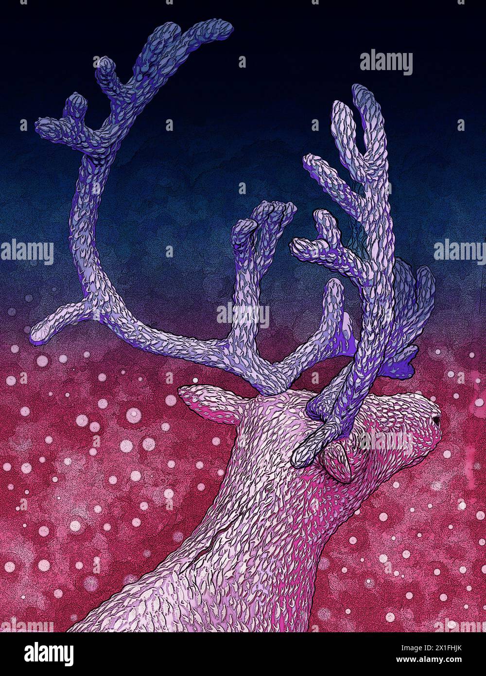 Illustration of a reindeer (Rangifer tarandus) with antlers. Both male ...