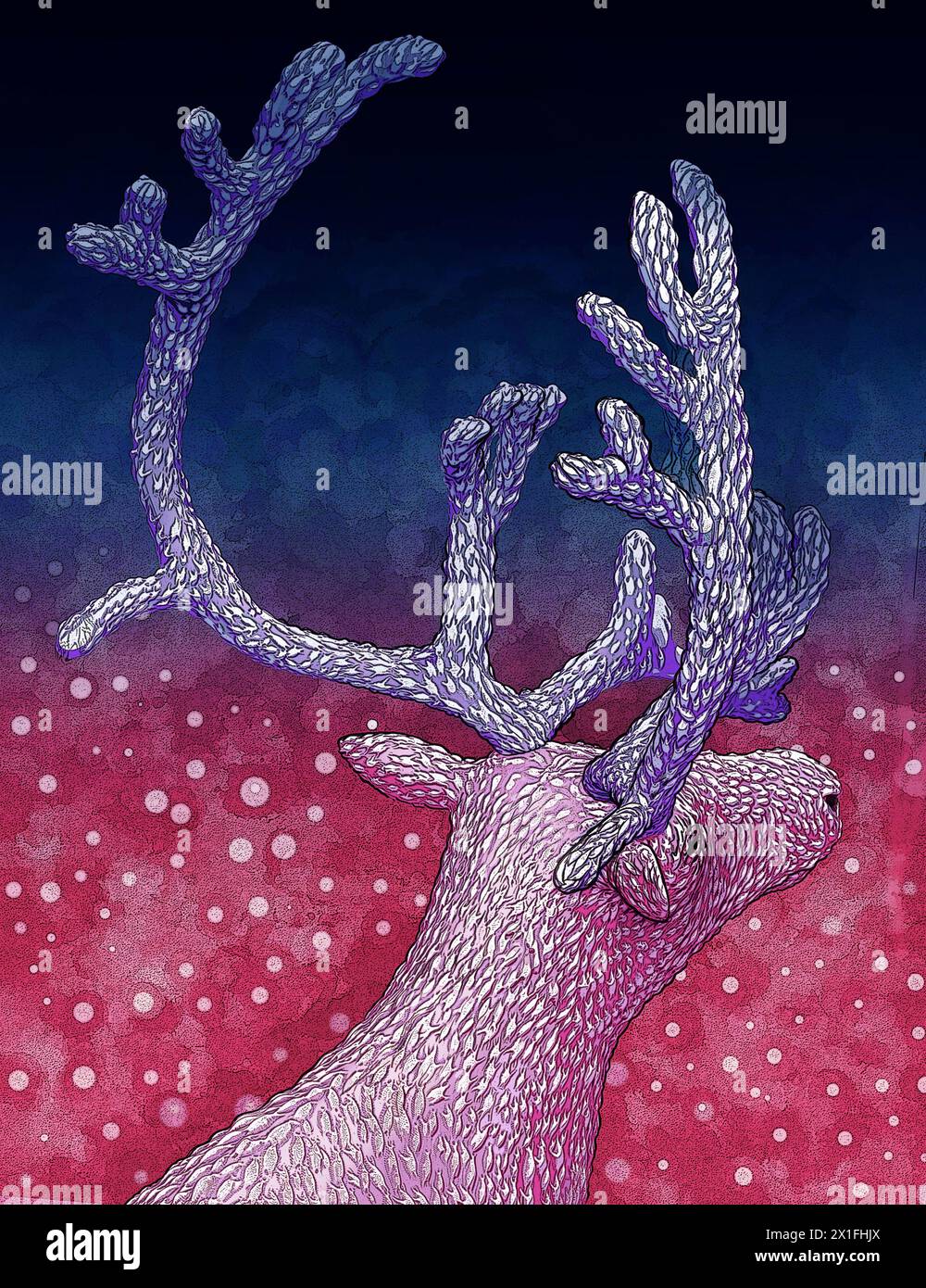 Illustration of a reindeer (Rangifer tarandus) with antlers. Both male ...