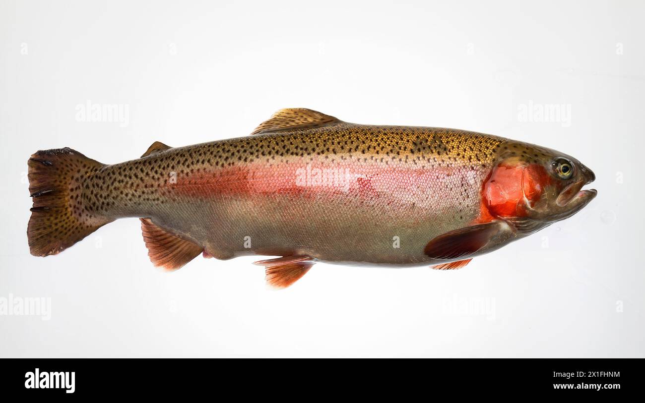 Female rainbow trout (Oncorhynchus mykiss) from a group that have been ...