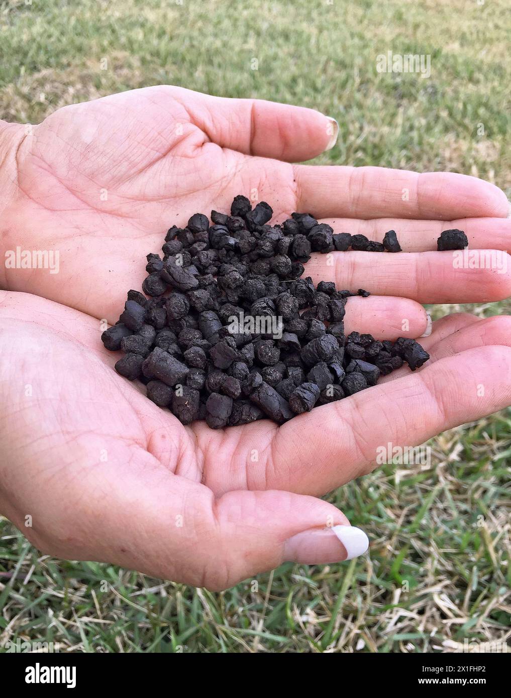 Person holding biochar, a carbon-rich charcoal made from pyrolysed ...