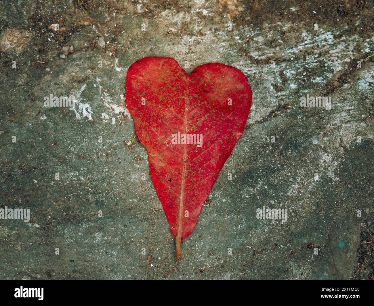 Vertical red heart shaped leaf on ground in park in fall symbolizing ...