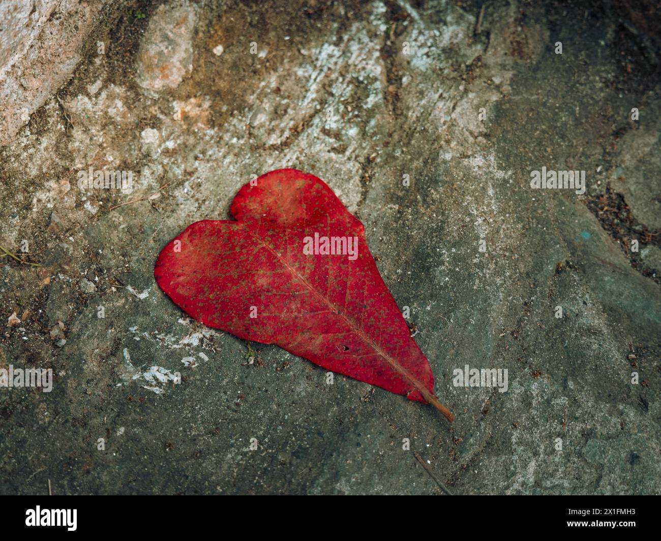 Diagonal red heart shaped leaf on ground in park in fall symbolizing ...