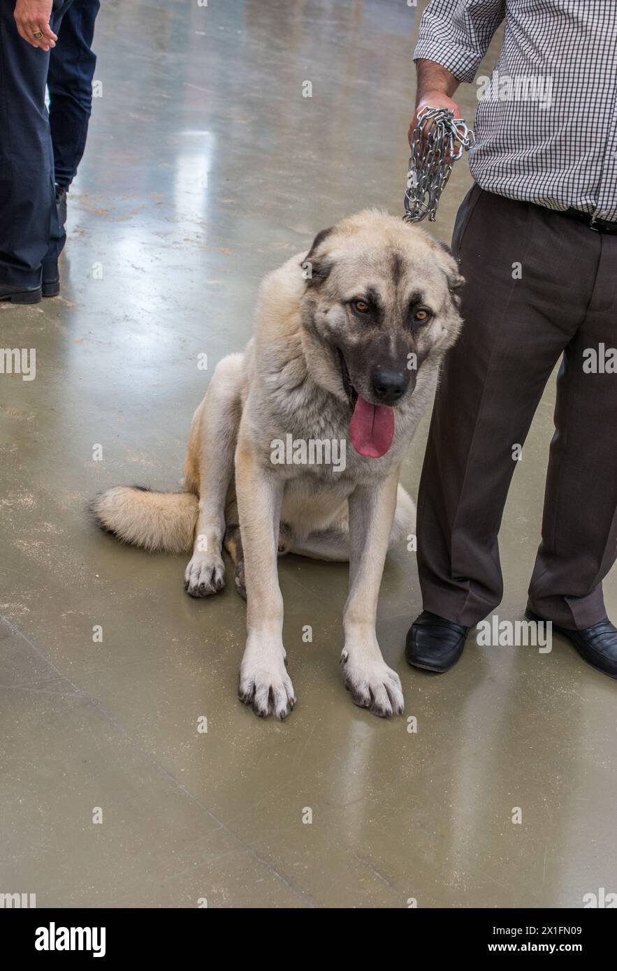 Turkish breed shepherd dog Kangal as livestock guarding dog Stock Photo ...