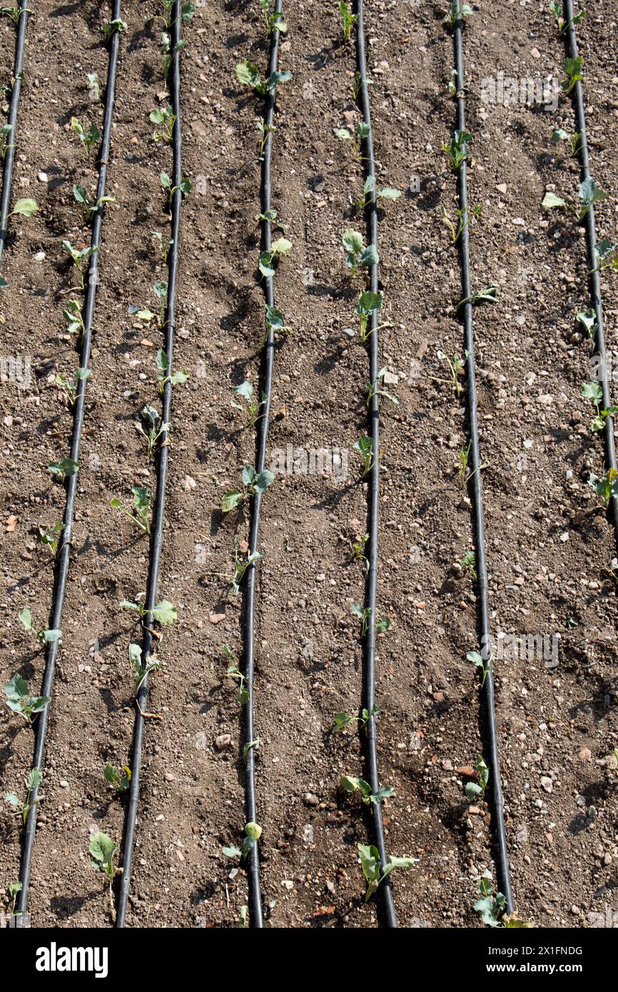 Irrigation system using sprinklers in hi-res stock photography and ...