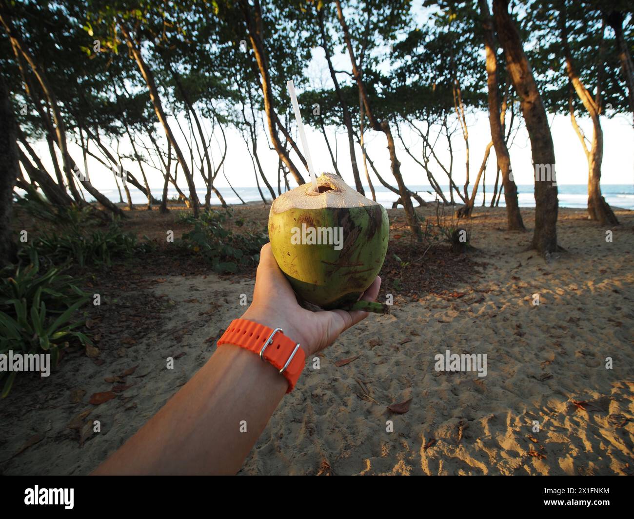 Hand holding coconut on beach hi-res stock photography and images - Alamy
