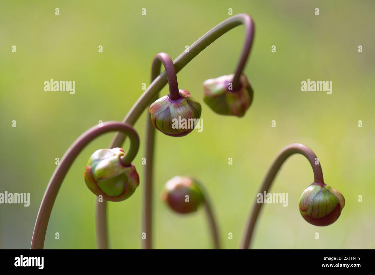 Art hindle hi-res stock photography and images - Alamy