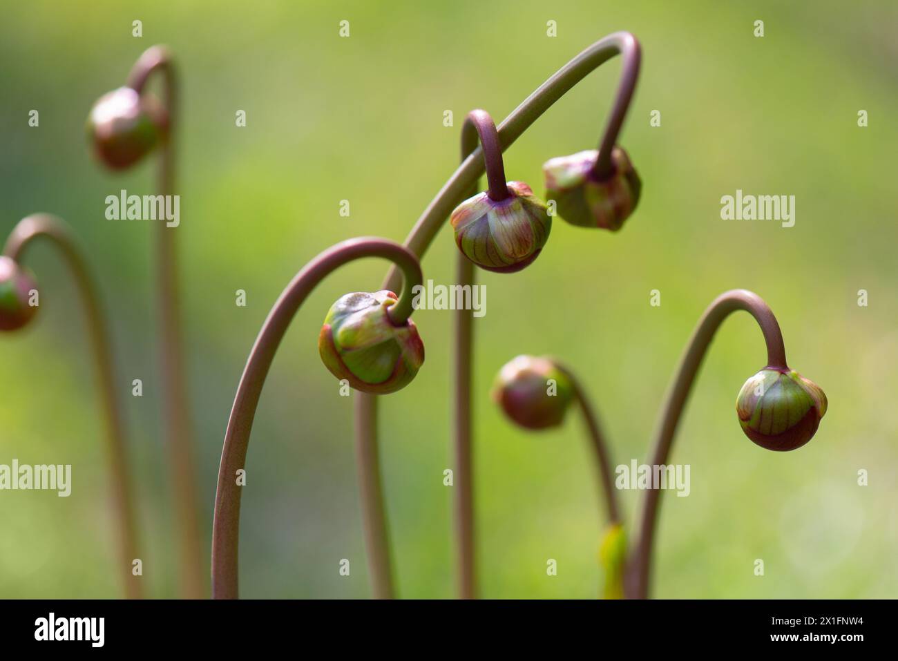 Art hindle hi-res stock photography and images - Alamy