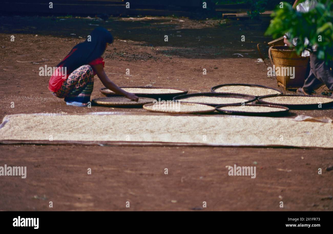 An indigenous Mnong woman dries rice in the sun during the harvest in ...