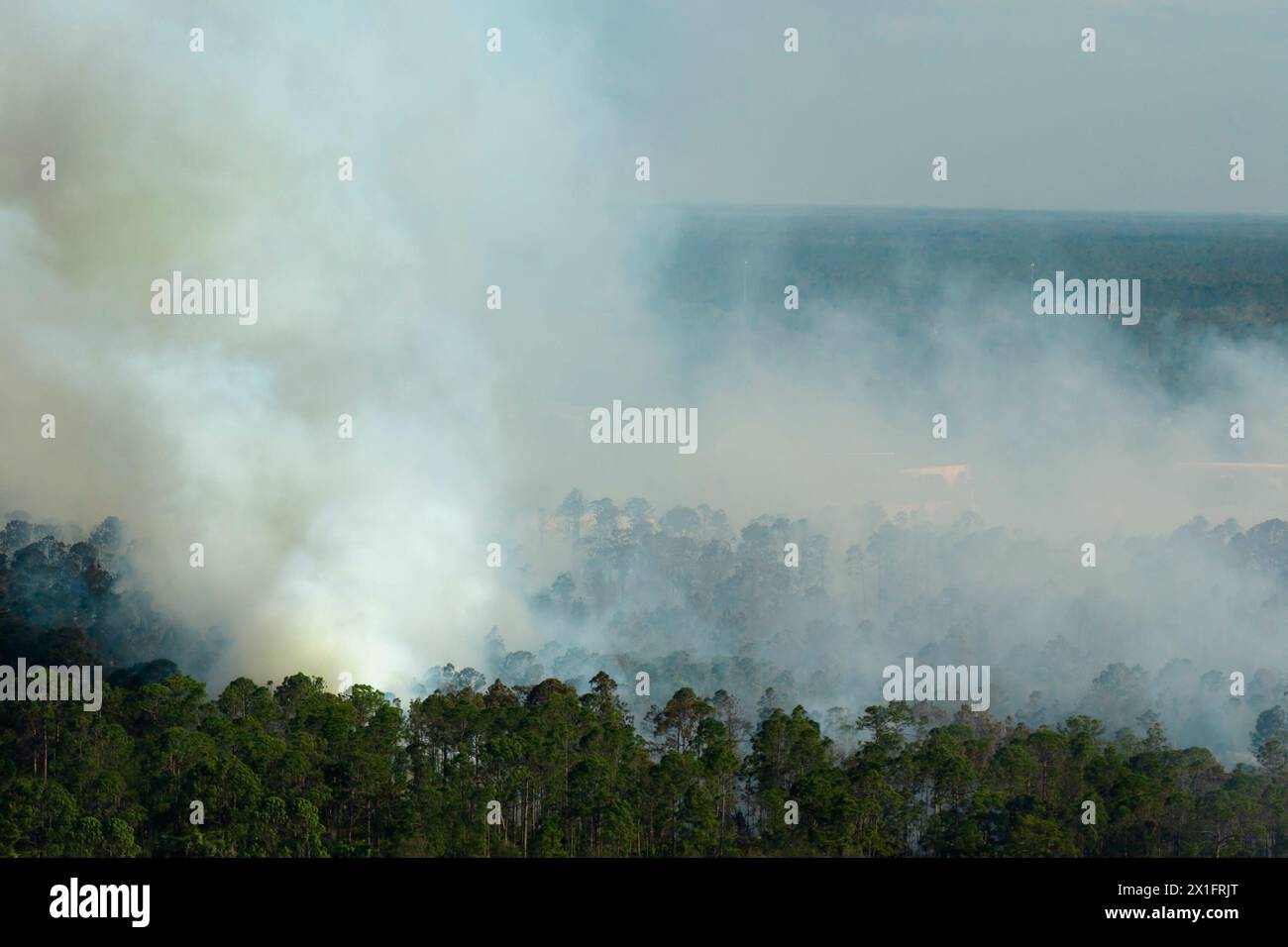 Aerial view of large wildfire burning severely in Florida jungle woods ...