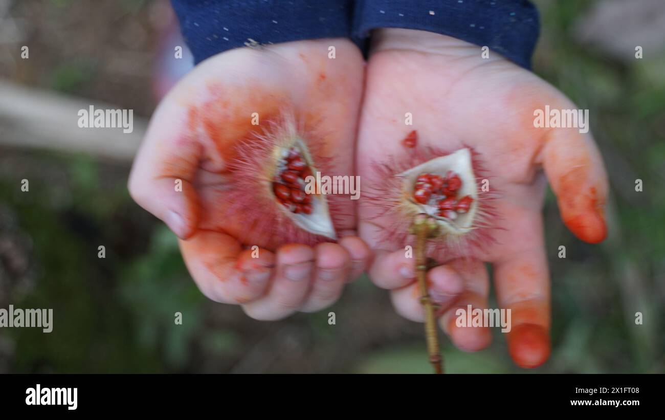 Annatto, fruit of the annatto tree, native to tropical America, used as ...