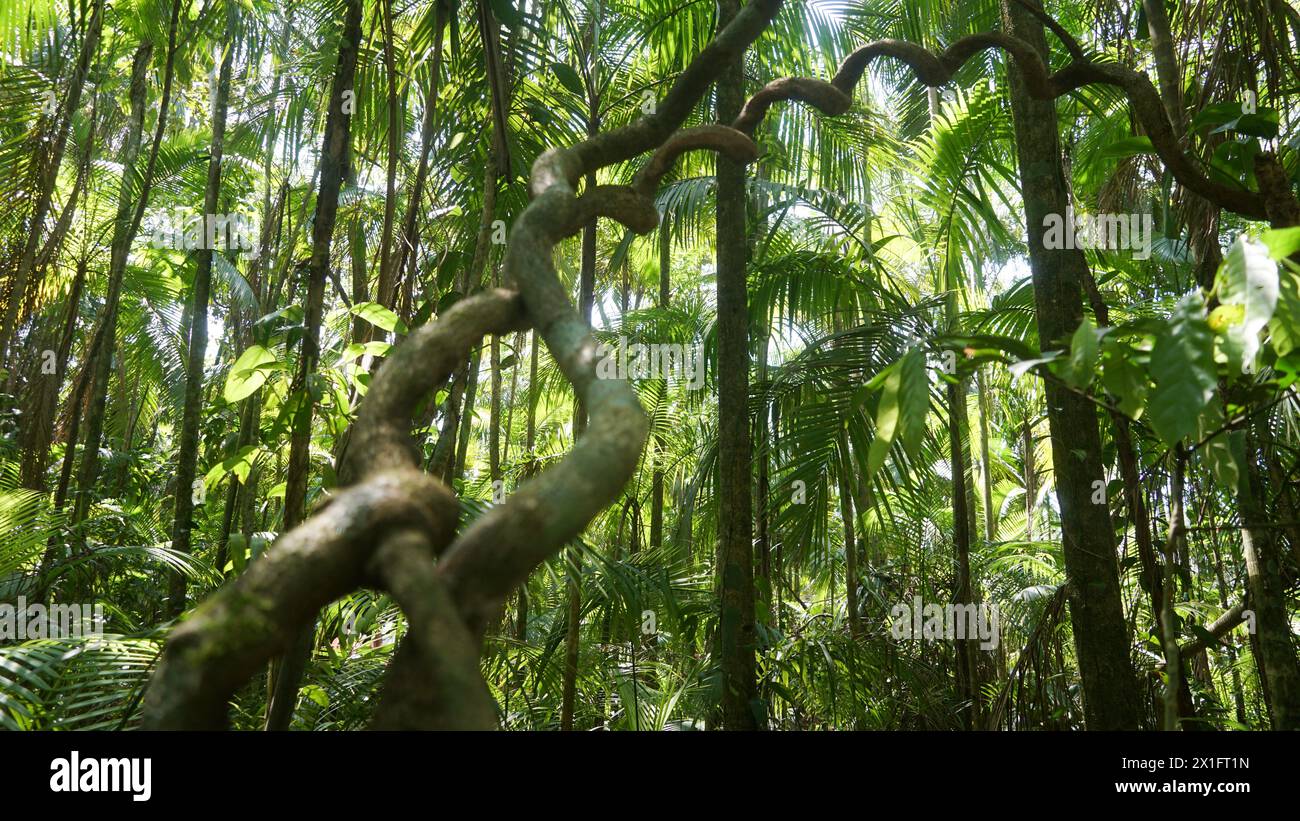 Humid tropical forest with large twisted vines Stock Photo - Alamy