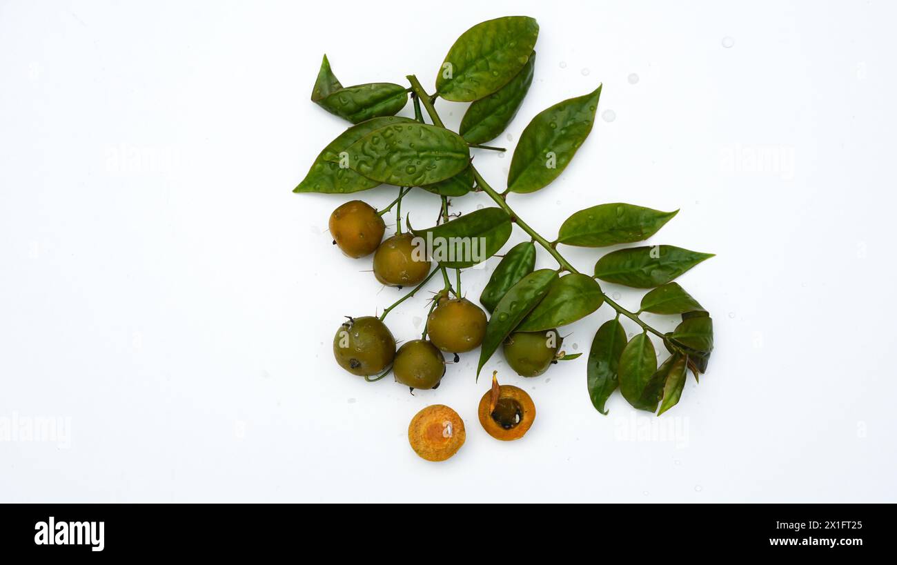 ra-pro-n-bis-fruit-leaves-and-seeds-on-white-background-stock-photo