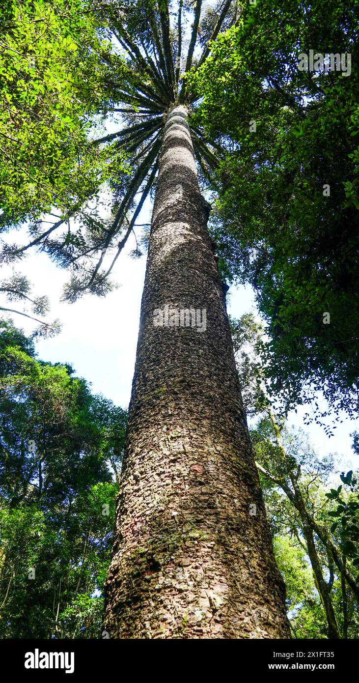 Parana pine hi-res stock photography and images - Alamy